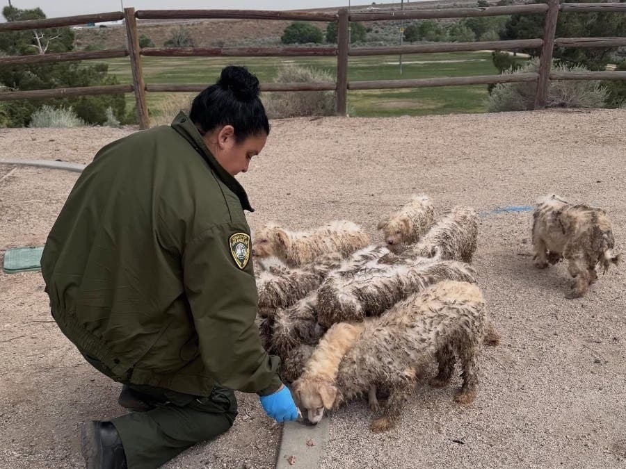 16 Filthy Dogs Found Abandoned At LA County Park | Los Angeles, CA Patch