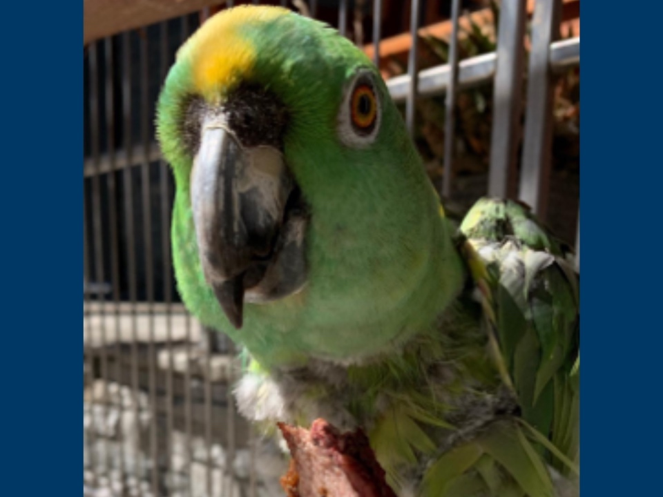 Rare Parrot Stolen From Long Beach Home In Predawn Theft, Suspects At ...