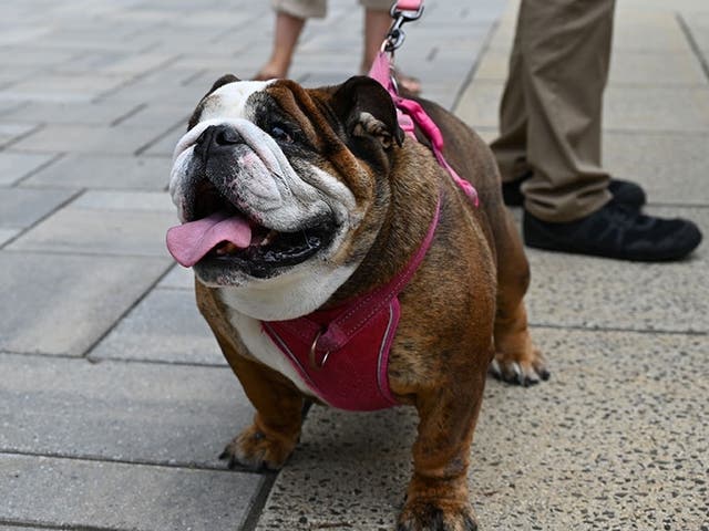 Meet Madison's New Top Dog, Tutti | Madison, CT Patch
