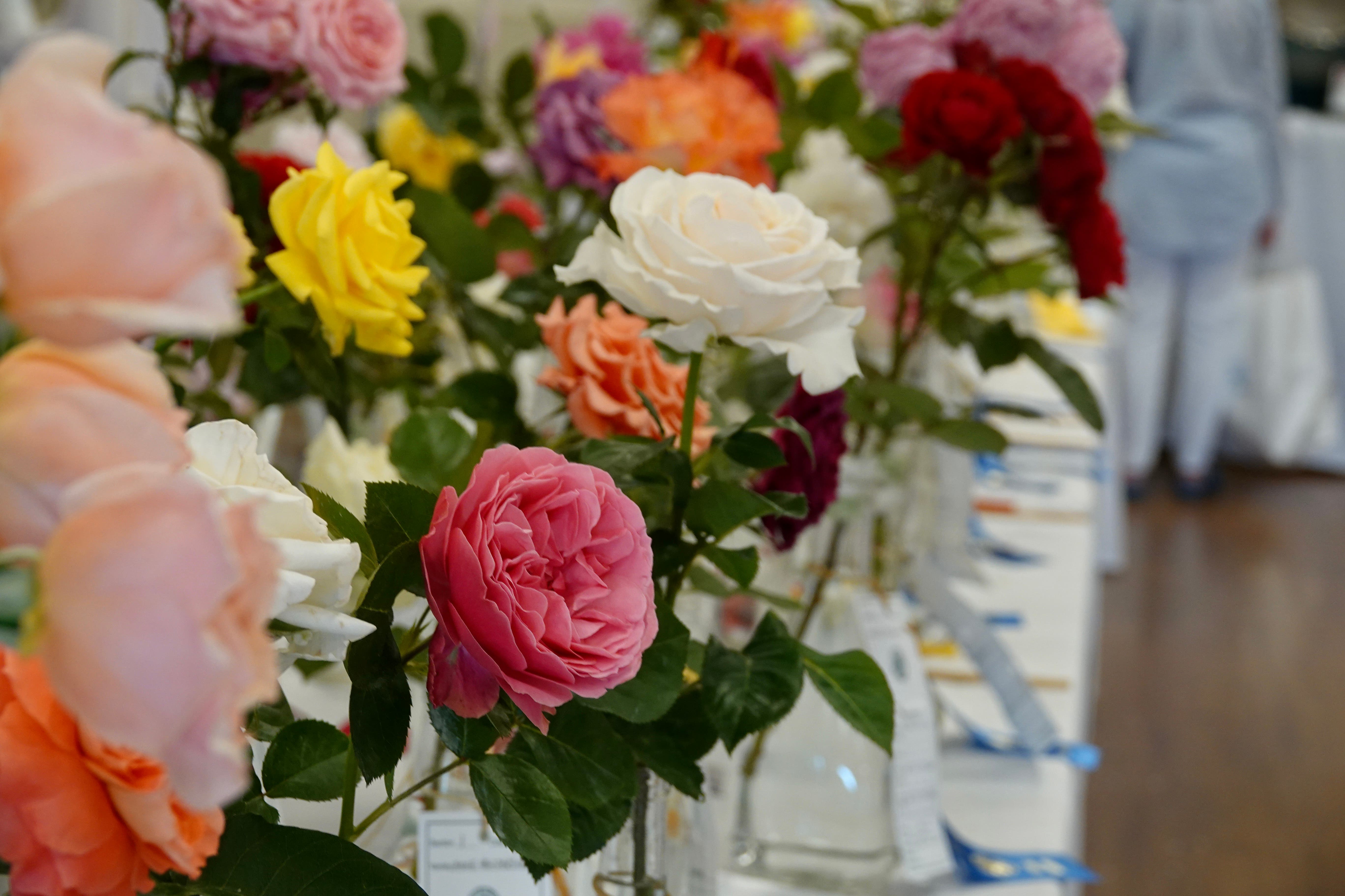 Southampton Flower Show | Best Flower Site