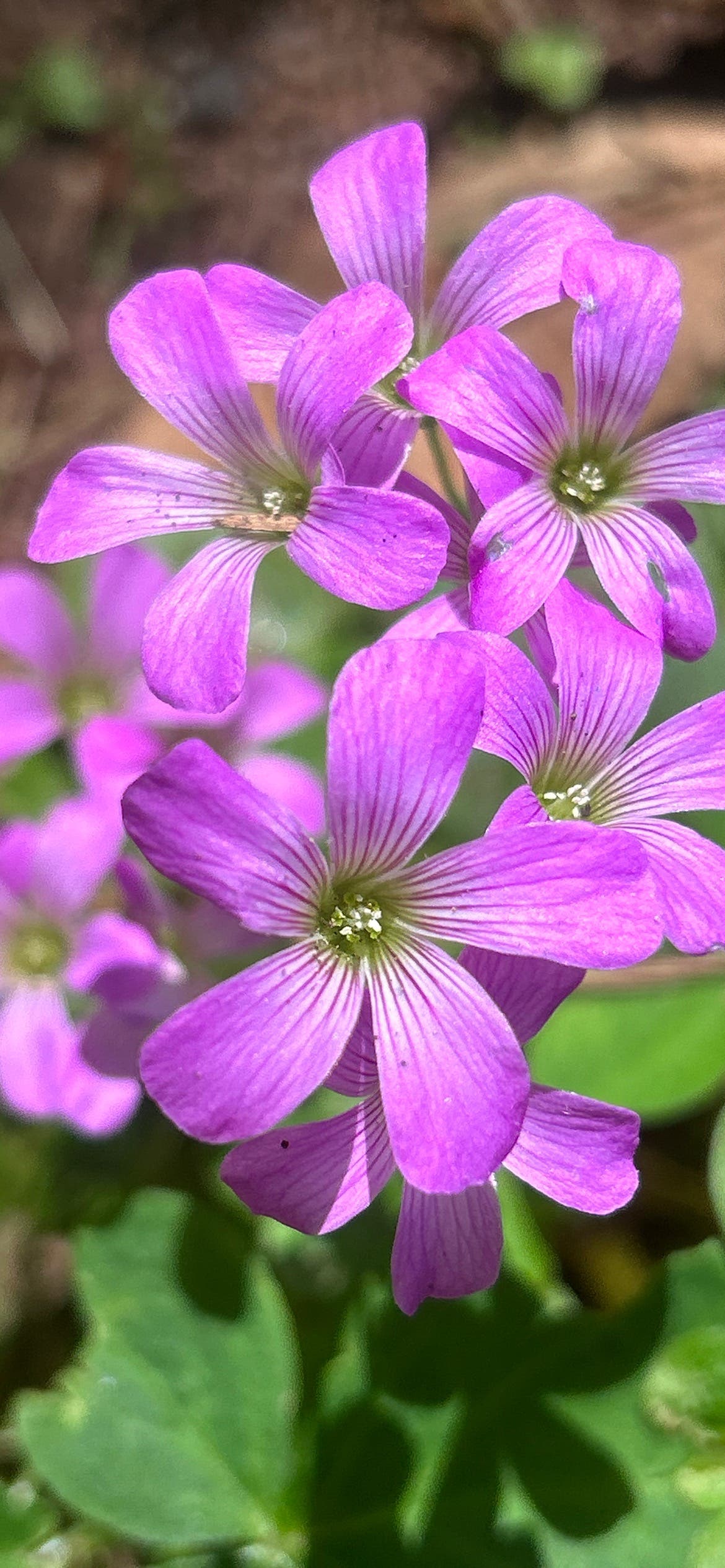 Sep 27 | Wild Roots Native Plant Sale by Wild Roots Nursery | Sandy ...