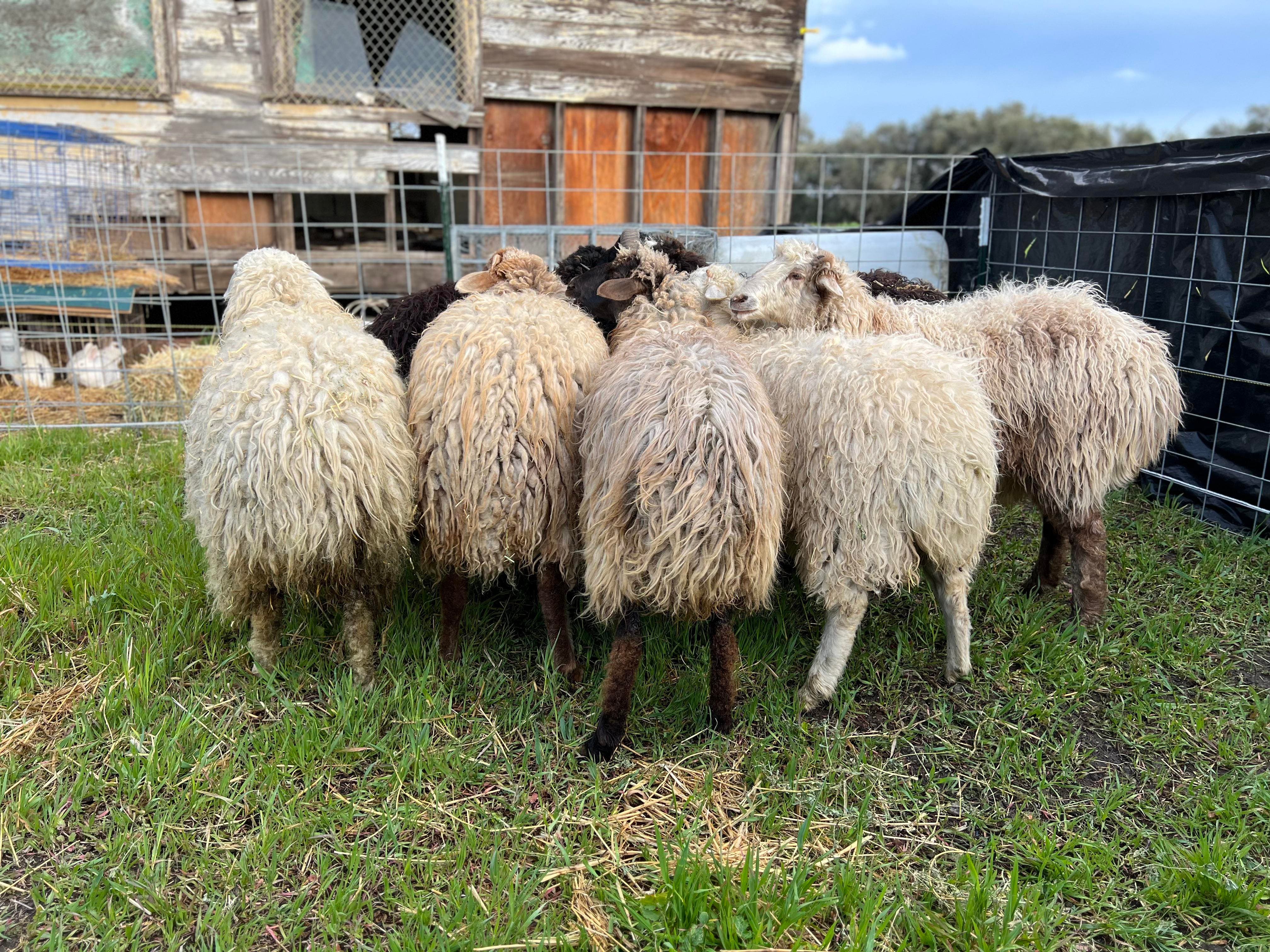 Fat Sheep