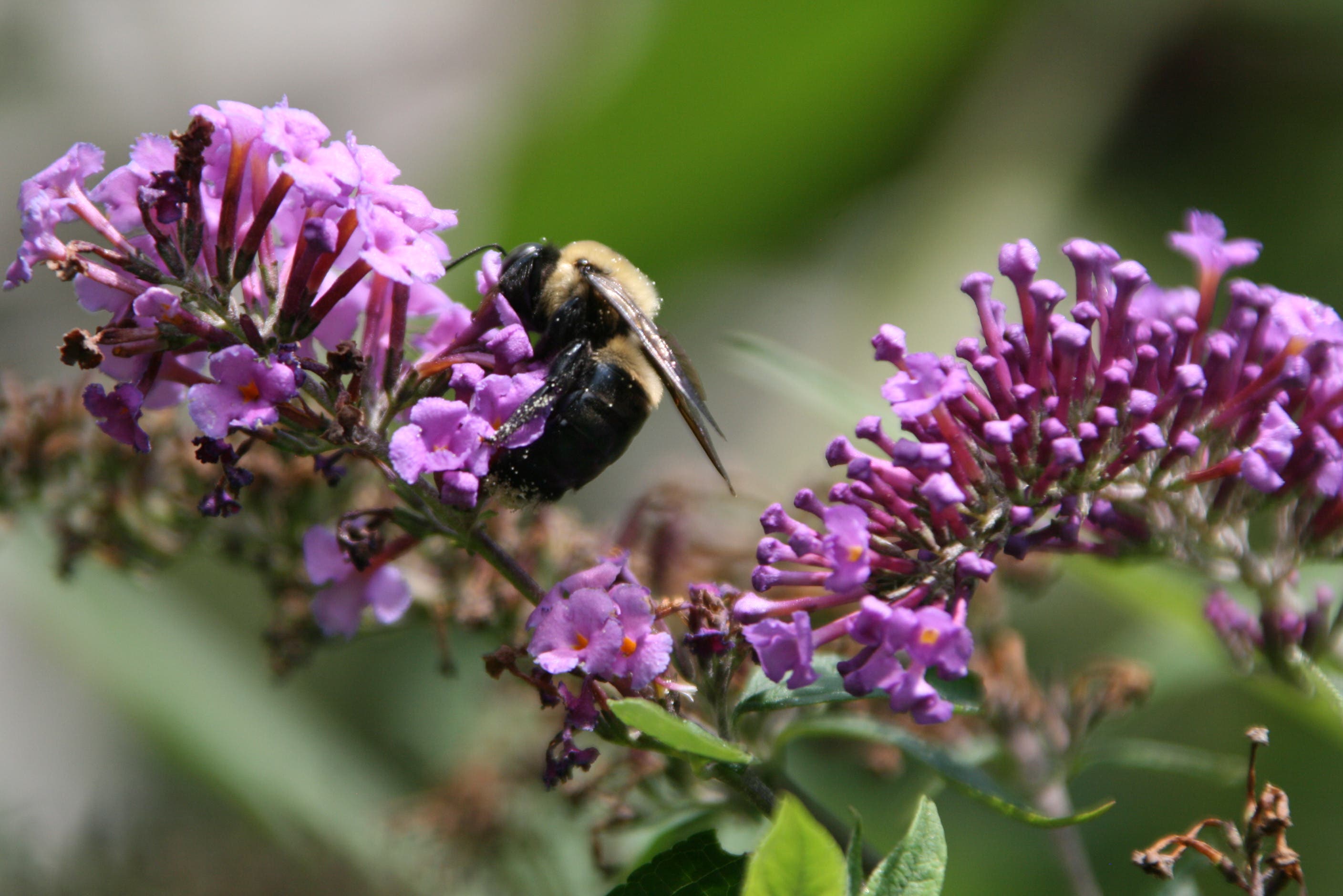 May 4 | Bees & Blooms: Spring Wildflower ID Walk | Westport, CT Patch