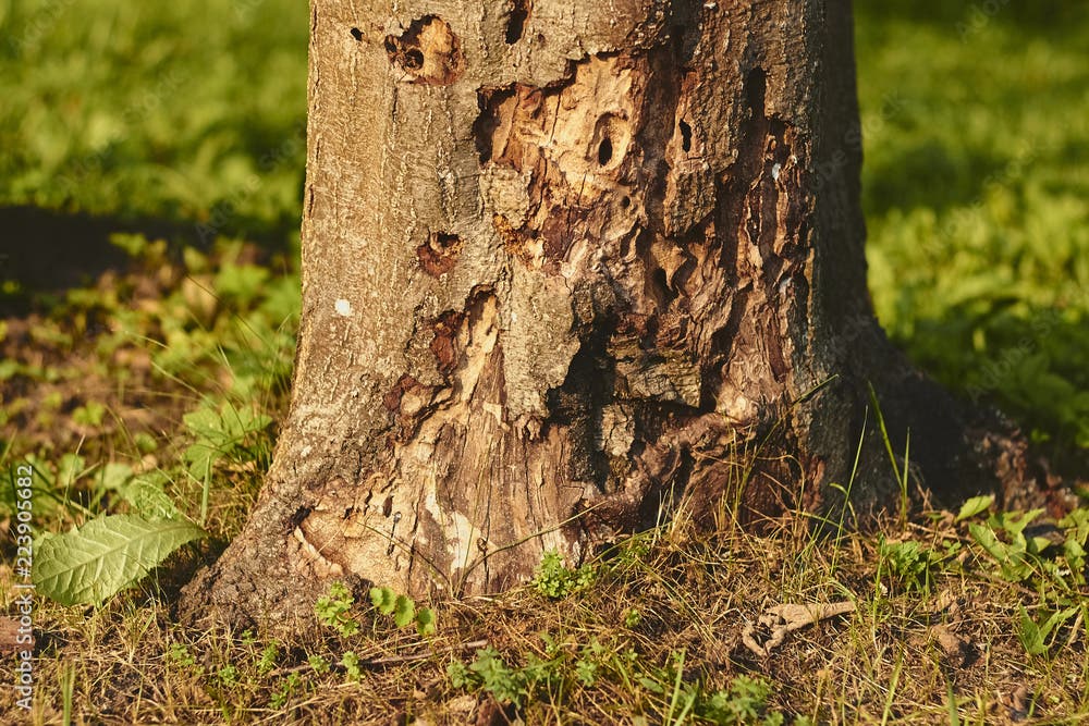 How to Spot Tree Insect Damage Early - Homer Glen, IL Patch