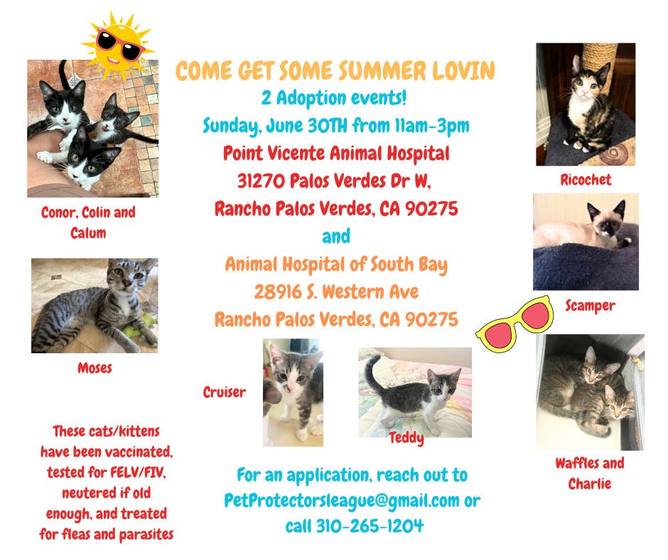 Jun 30 | Kitten & Cat Adoption - Come Get Some Summer Lovin' | Palos ...