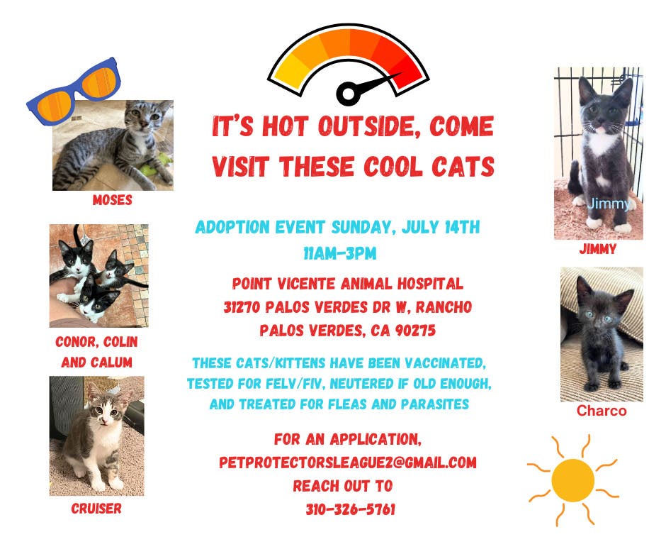 Jul 14 | Kitten & Cat Adoption - Come visit these Cool Cats! | Palos ...