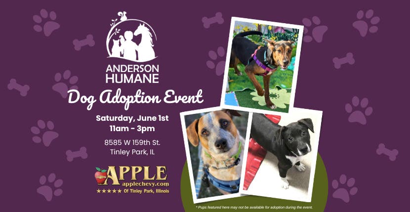 Jun 1 | Dog Adoption Event | Tinley Park, IL Patch