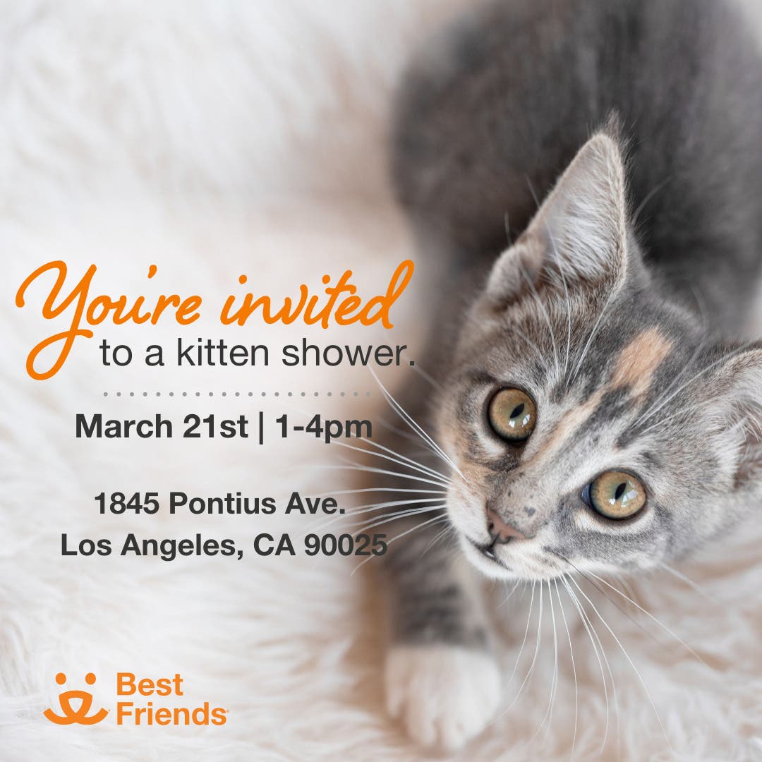 Mar 21 | Kitten Shower | Santa Monica, CA Patch