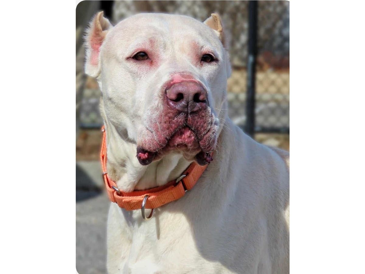 'A Gentle, Beautiful Soul': Babylon's Pet Of The Week | Babylon Village ...