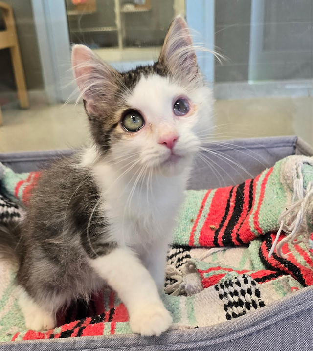 National Kitten Day: Here's 5 of 60 Adoptable Kitties At An LI Animal ...