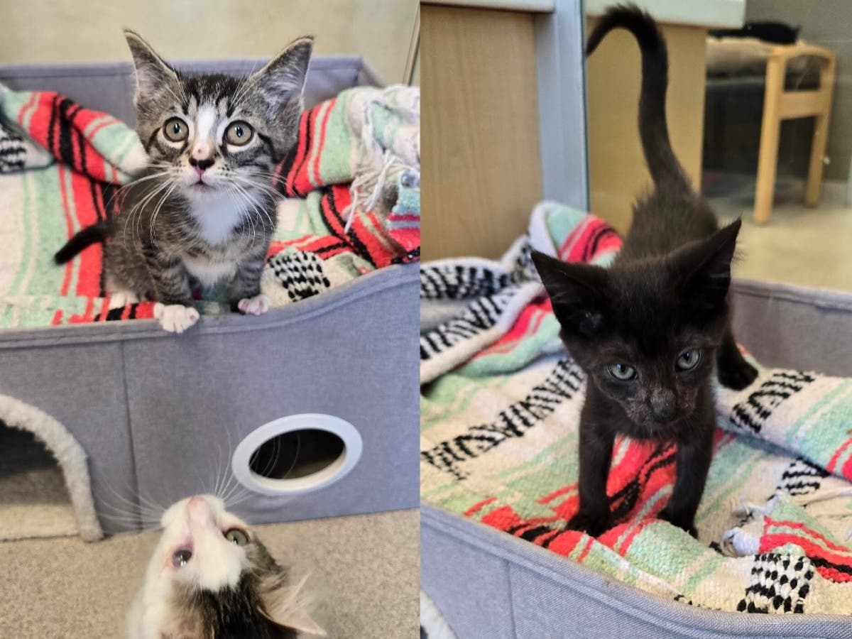 National Kitten Day: Here's 5 of 60 Adoptable Kitties At An LI Animal ...