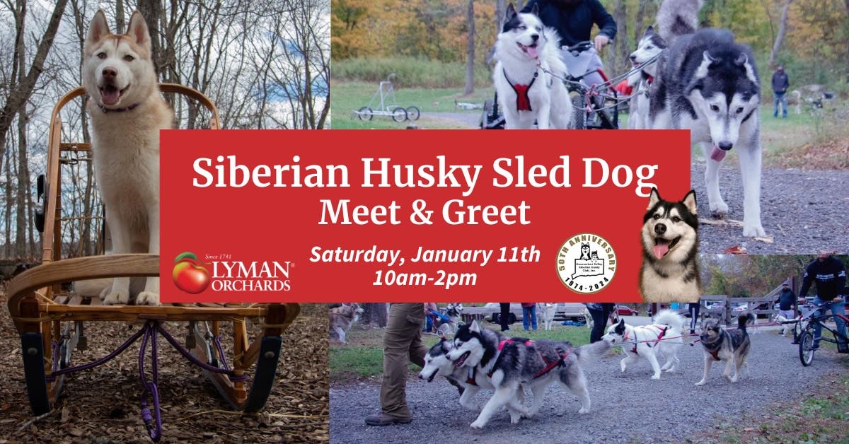 Jan 11 | Siberian Husky Sled Dog Meet & Greet with Connecticut Valley ...