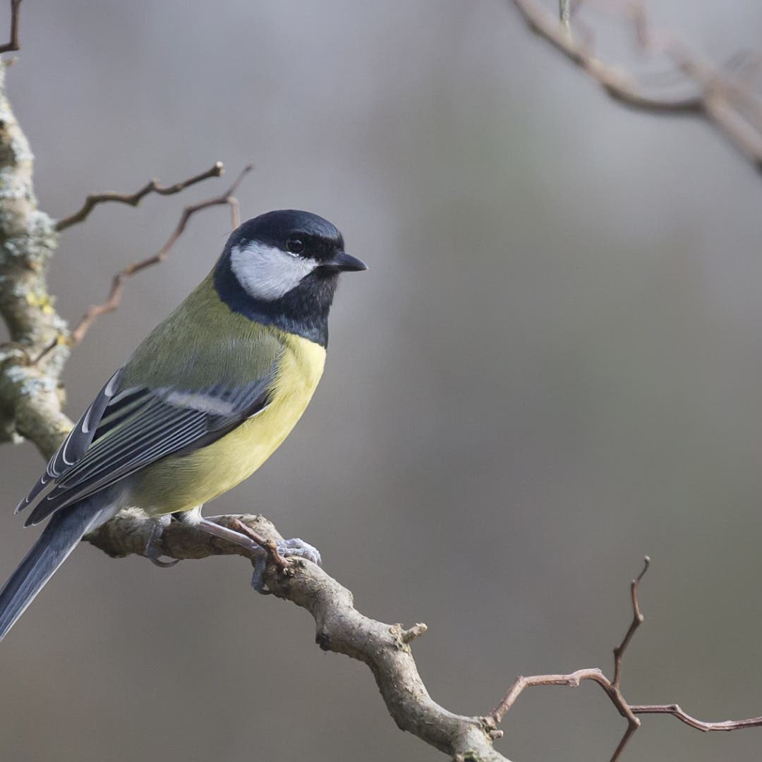 Mar 5 | Bruce Beginnings: Spring Birds Return | Greenwich, CT Patch