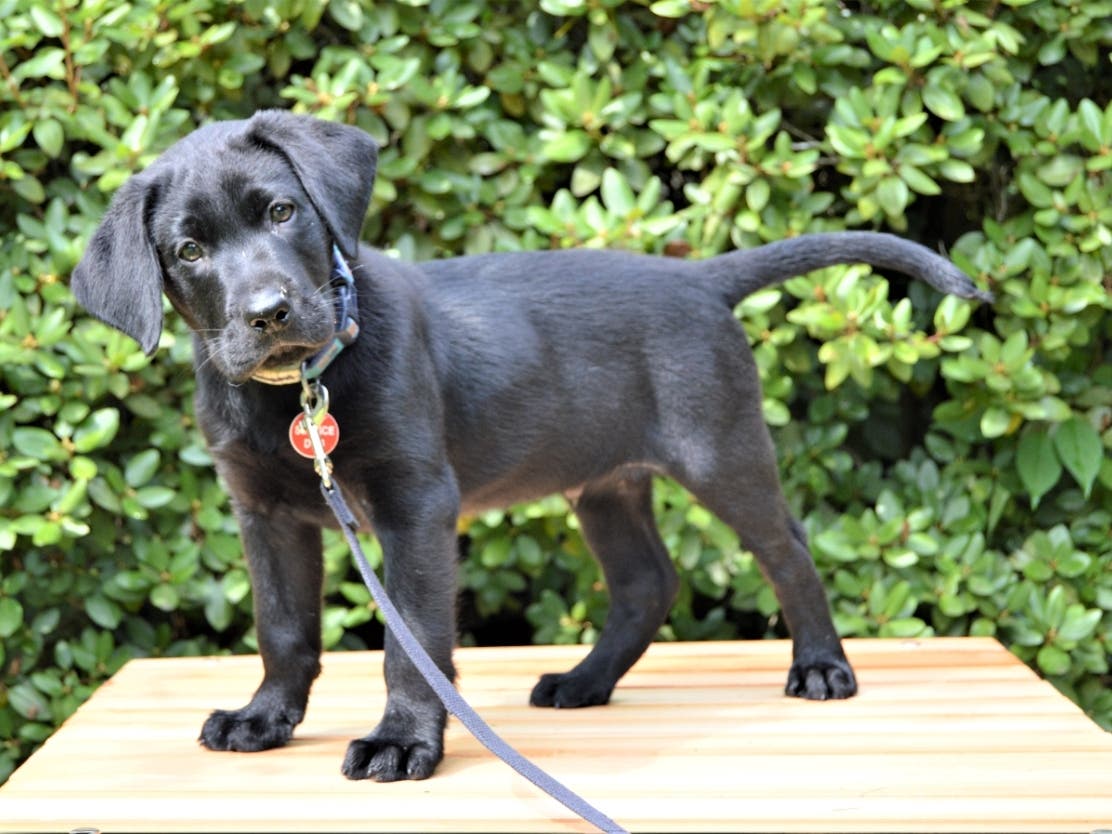 Worcester-Based Puppy Raisers Sought After | Worcester, MA Patch