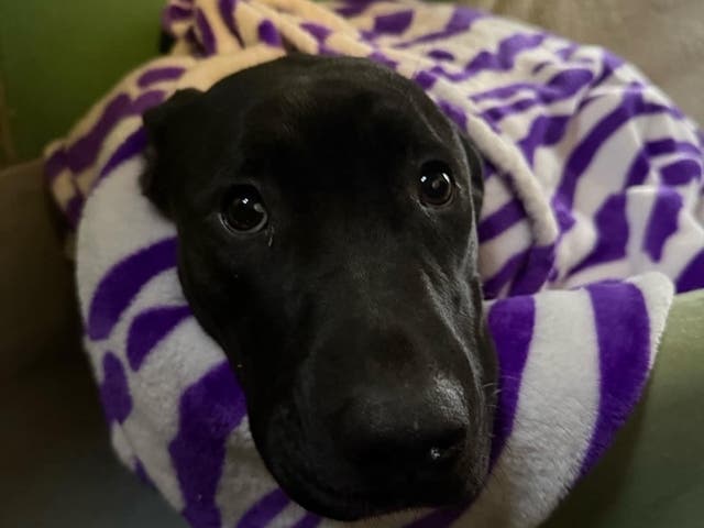 Escaped Dog 'Lilly' Captured After 17 Days In Frigid Weather | New City ...