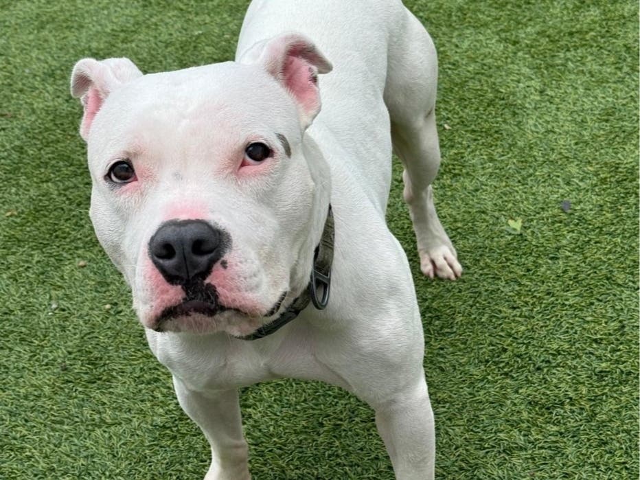 Winsted Woman Charged In Animal Cruelty Case: Police | Across ...