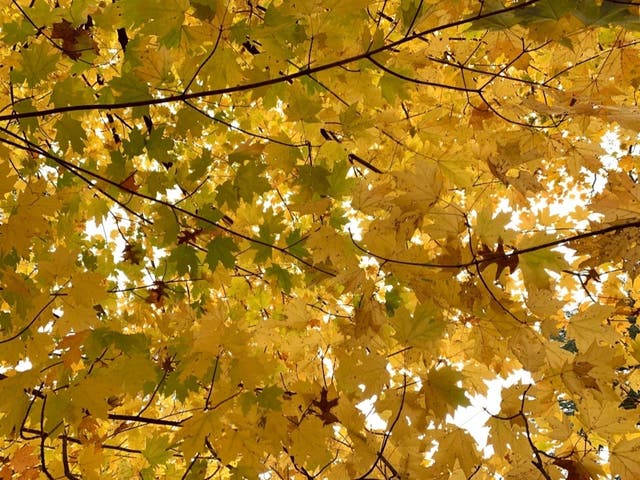 Fall Foliage 2025 Weekly Forecast Maps Show When Colors Will Peak In ...