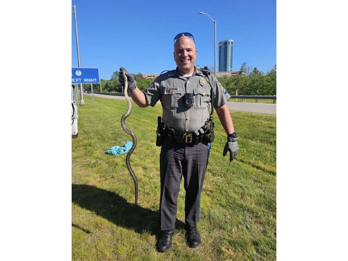 Woman Finds Large Snake In Car While Driving On CT Highway: Police ...
