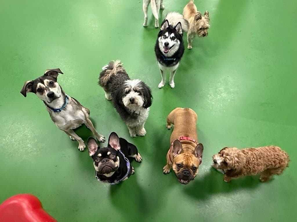 Keeping Dogs Happy, Healthy, and Moving All Winter Long | Shelton, CT Patch