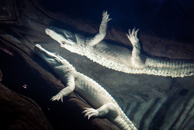 Claude, Albino Alligator At SF Science Museum, Dies At 30: 'He Brought ...