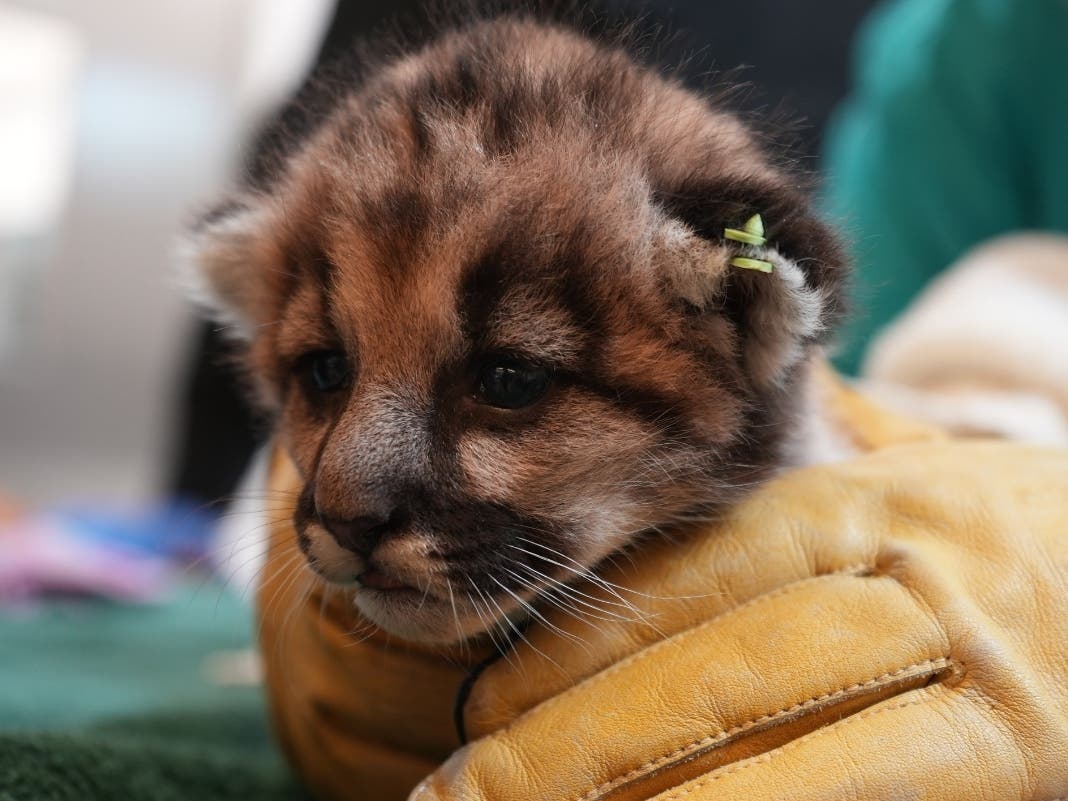 Orphaned SoCal Mountain Lion Cub Recovering At East Bay Zoo | Alameda ...
