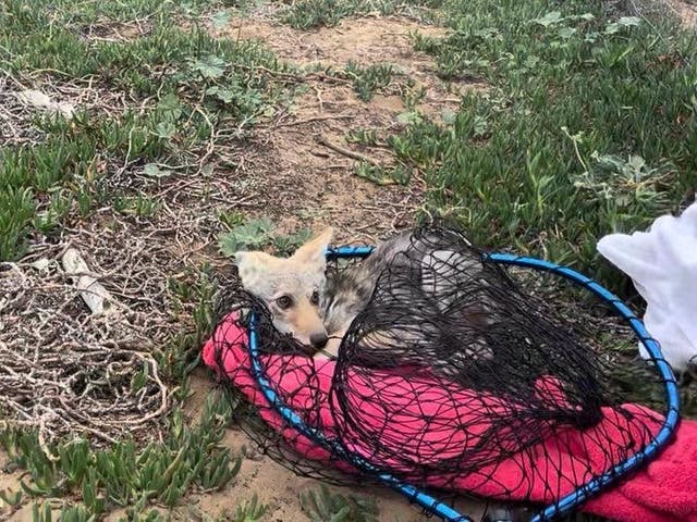Small Coyote Trapped Inside Bay Area Home Rescued After Several Days ...