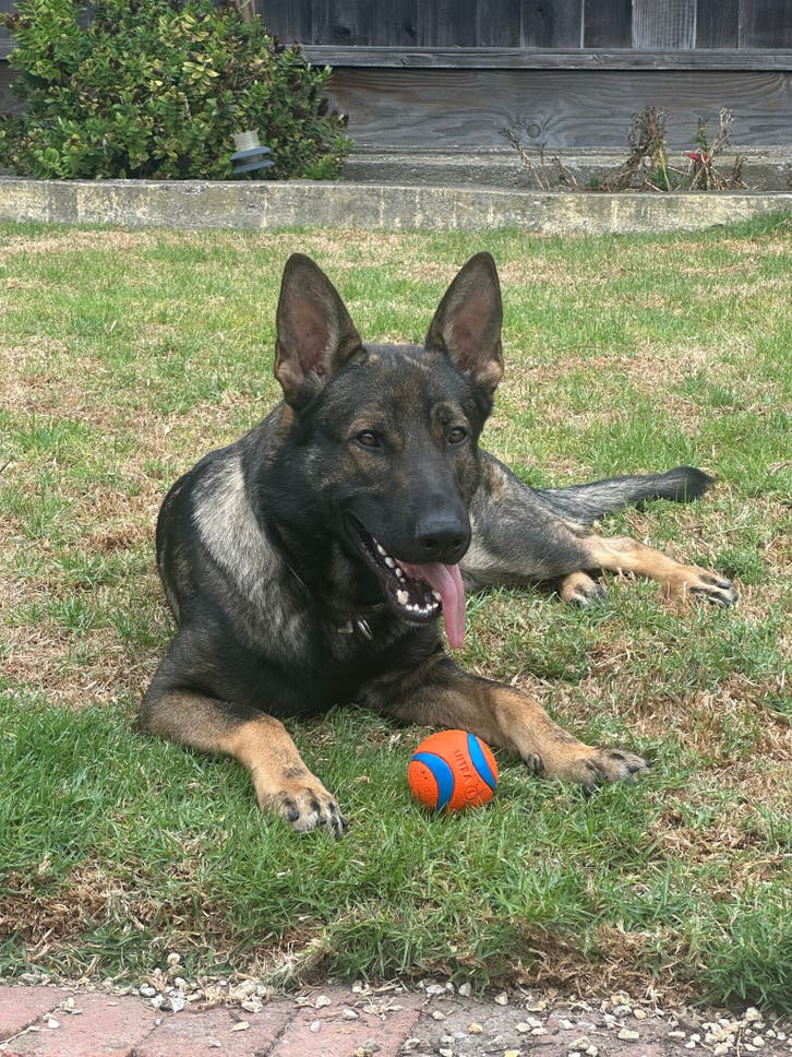 New K9 Joins SMC Police Department | Pacifica, CA Patch