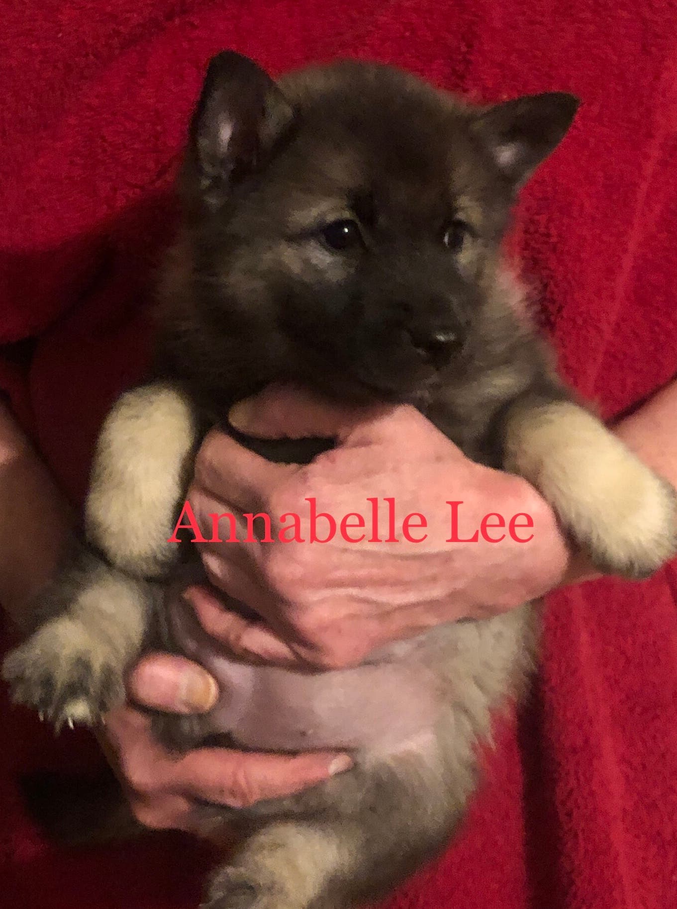 Norwegian Elkhound Puppies! - Healdsburg, CA Patch