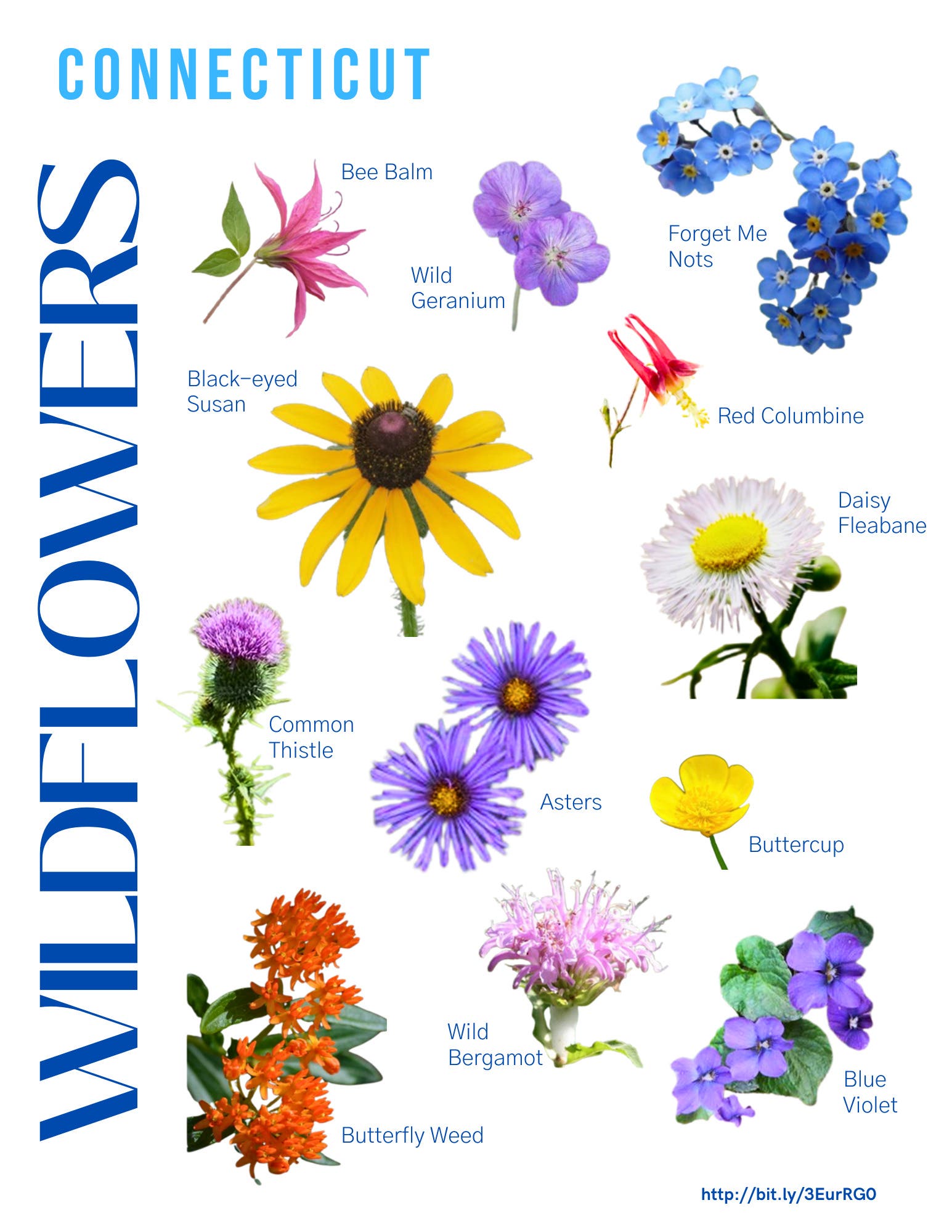 Connecticut Wildflower Activity: Printable Nature Journal, Games ...