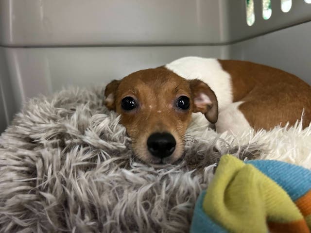 Search Continues For Missing Dogs In NJ, And For Whoever Abandoned Them ...