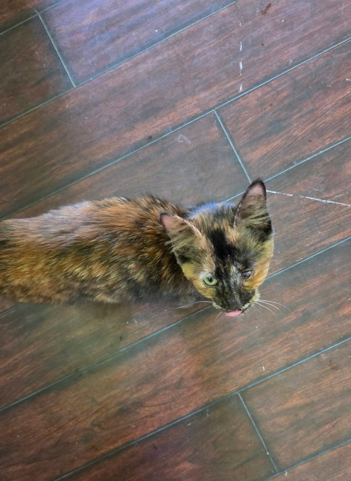 Police Seek Owner Of Lost Cat In Long Valley | Long Valley, NJ Patch