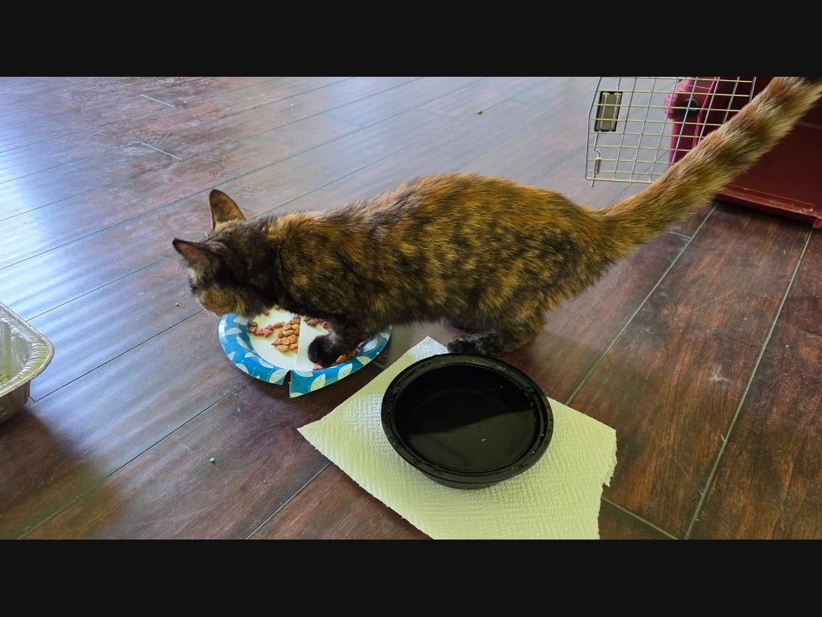 Police Seek Owner Of Lost Cat In Long Valley | Long Valley, NJ Patch