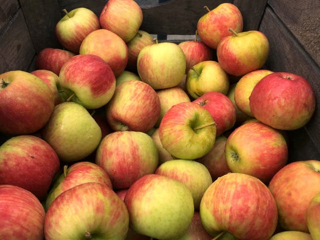 Where To Pick Apples Around Union County: 2025 Guide | Westfield, NJ Patch