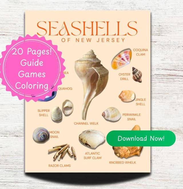 Seashells of Long Beach Island, NJ: Your Ultimate Beachcombing Guide ...