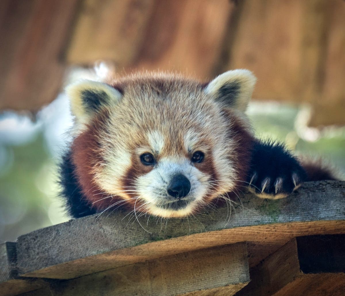 Beloved Red Panda At The San Francisco Zoo Dies | San Francisco, CA Patch