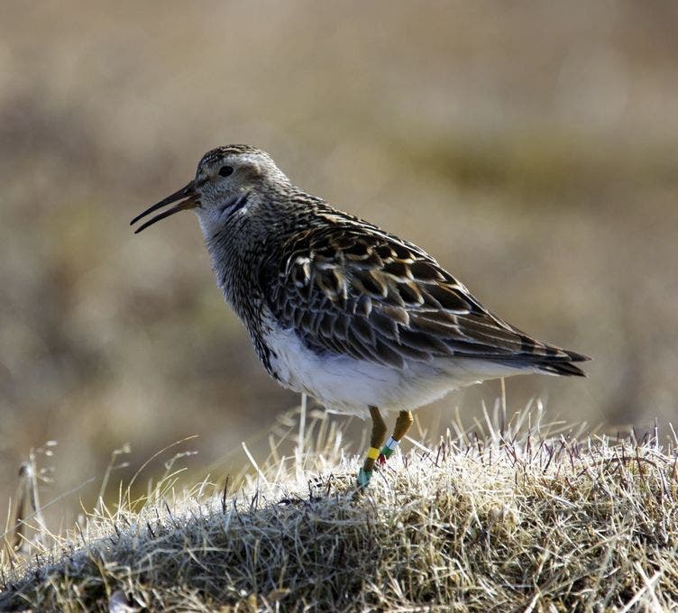 Male Pectoral Sandpipers Travel Huge Distances to Mate | Malibu, CA Patch