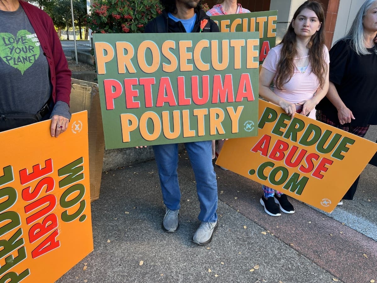 Animal Rights Activist Zoe Rosenberg Released From Jail: Watch ...