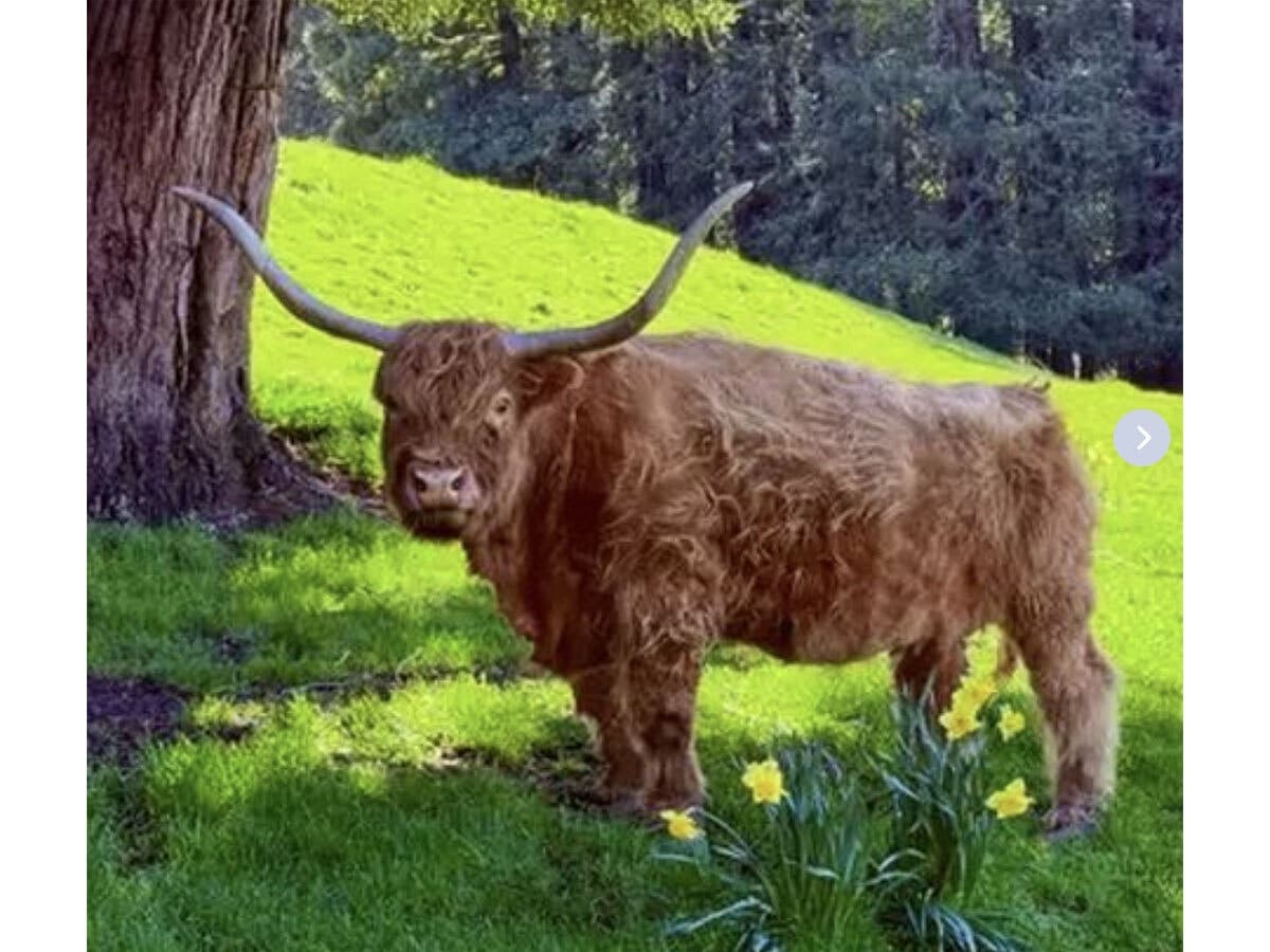Race To Save Stranded Beloved Lucy, A Scottish Highland Cow ...