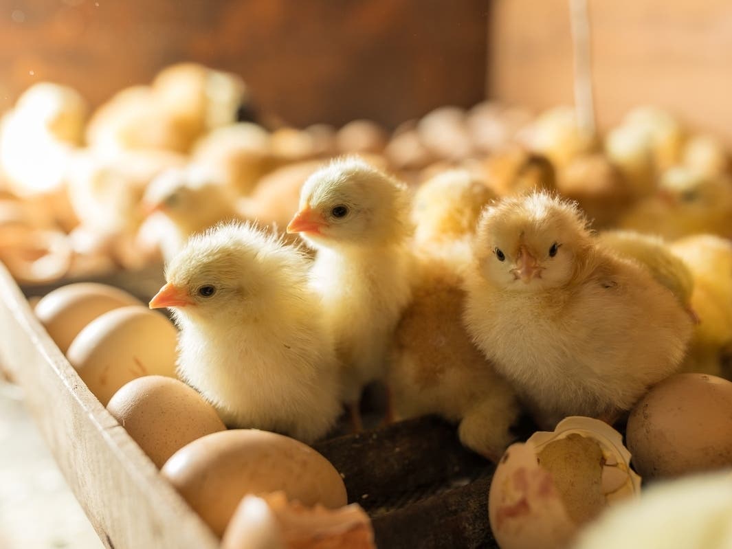 Streets Lined With Eggs & Butter, Unlikely Art Gallery, Neon Chicks, No ...