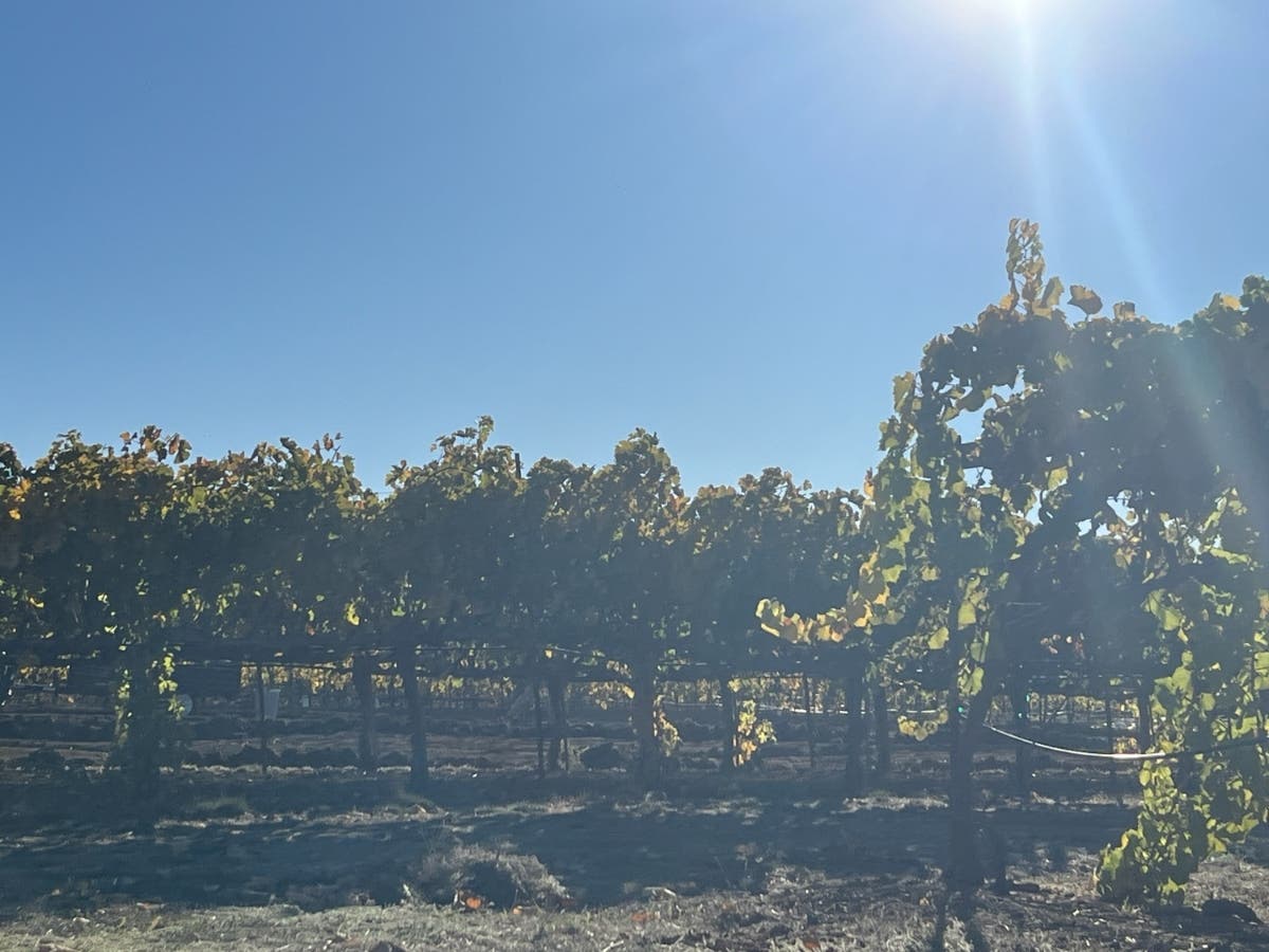 Urgent NorCal Alert Over Glassy-Winged Sharpshooter Contamination ...
