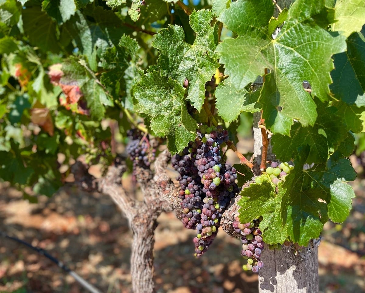 Urgent Napa Alert Over Glassy-Winged Sharpshooter Contamination | Napa ...