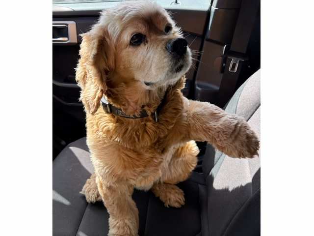 Watch: Police Rescue Missing Dog, Recover Stolen Vehicle In Concord ...