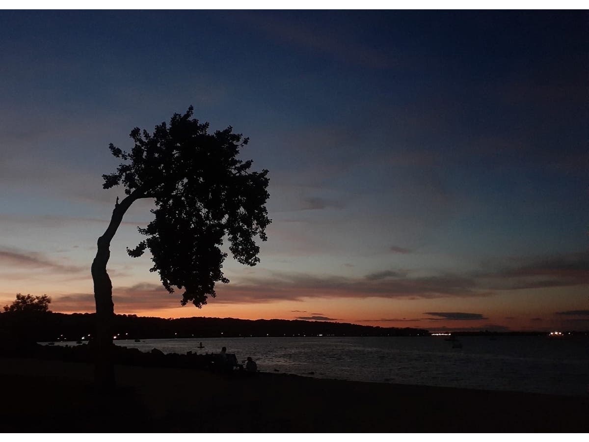 Oyster Bay's Landmark 'Sad Tree' Falls In Storm, Mourned By Generations ...