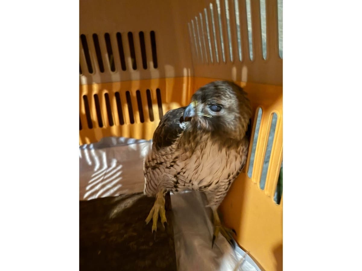 Video: Starving Red-Tailed Hawk Found Face-Down In Snow Now Recovering ...