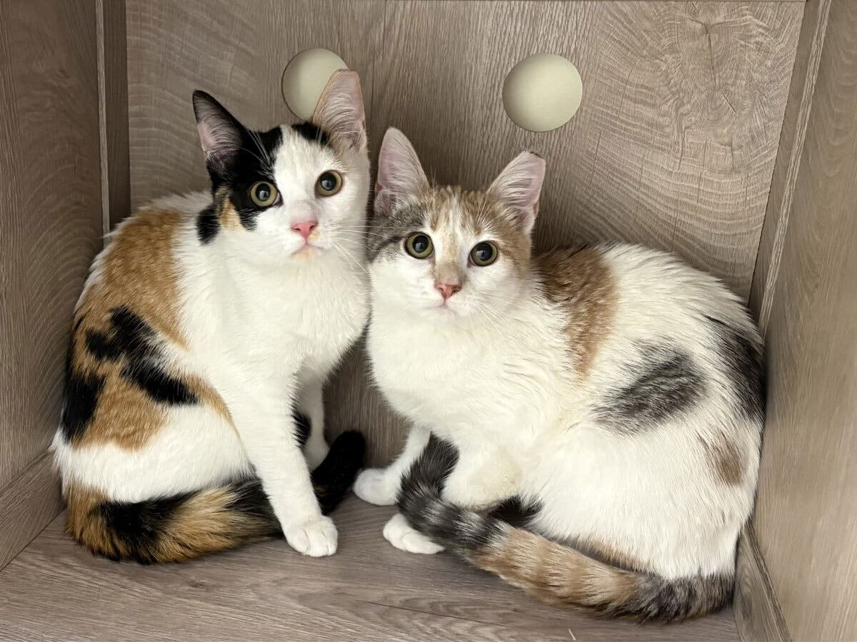 'Lucky To Be Alive': Calico Sisters Ready For Next Chapter — Huntington ...