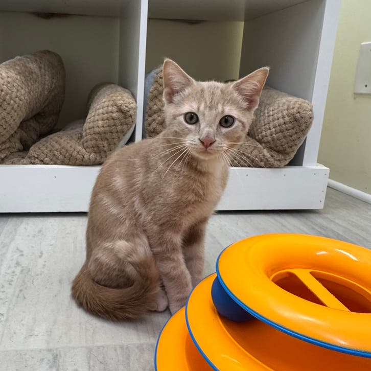 Simba, Young 'King Of The Jungle,' Seeks His Pride: Huntington ...