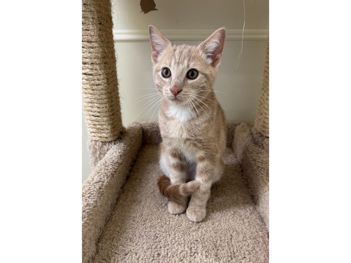 Simba, Young 'King Of The Jungle,' Seeks His Pride: Huntington ...