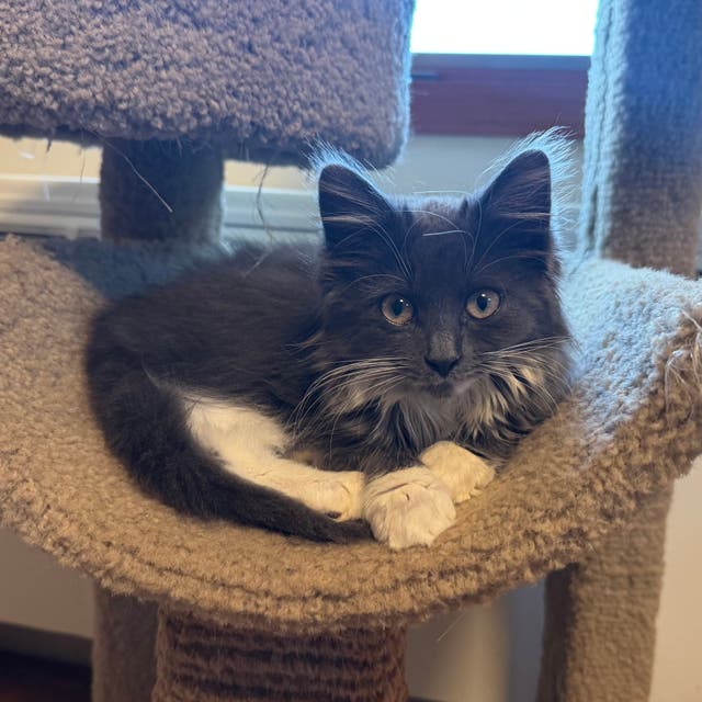 Stella, Long-Haired Kitten Found Alone, Seeks Home: Huntington ...