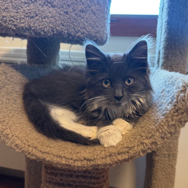 Stella, Long-Haired Kitten Found Alone, Seeks Home: Huntington ...
