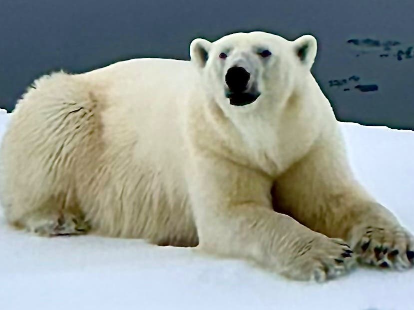 Feb 8 | Svalbard, Polar Bears, Arctic Fox, Walrus and more | Palm ...